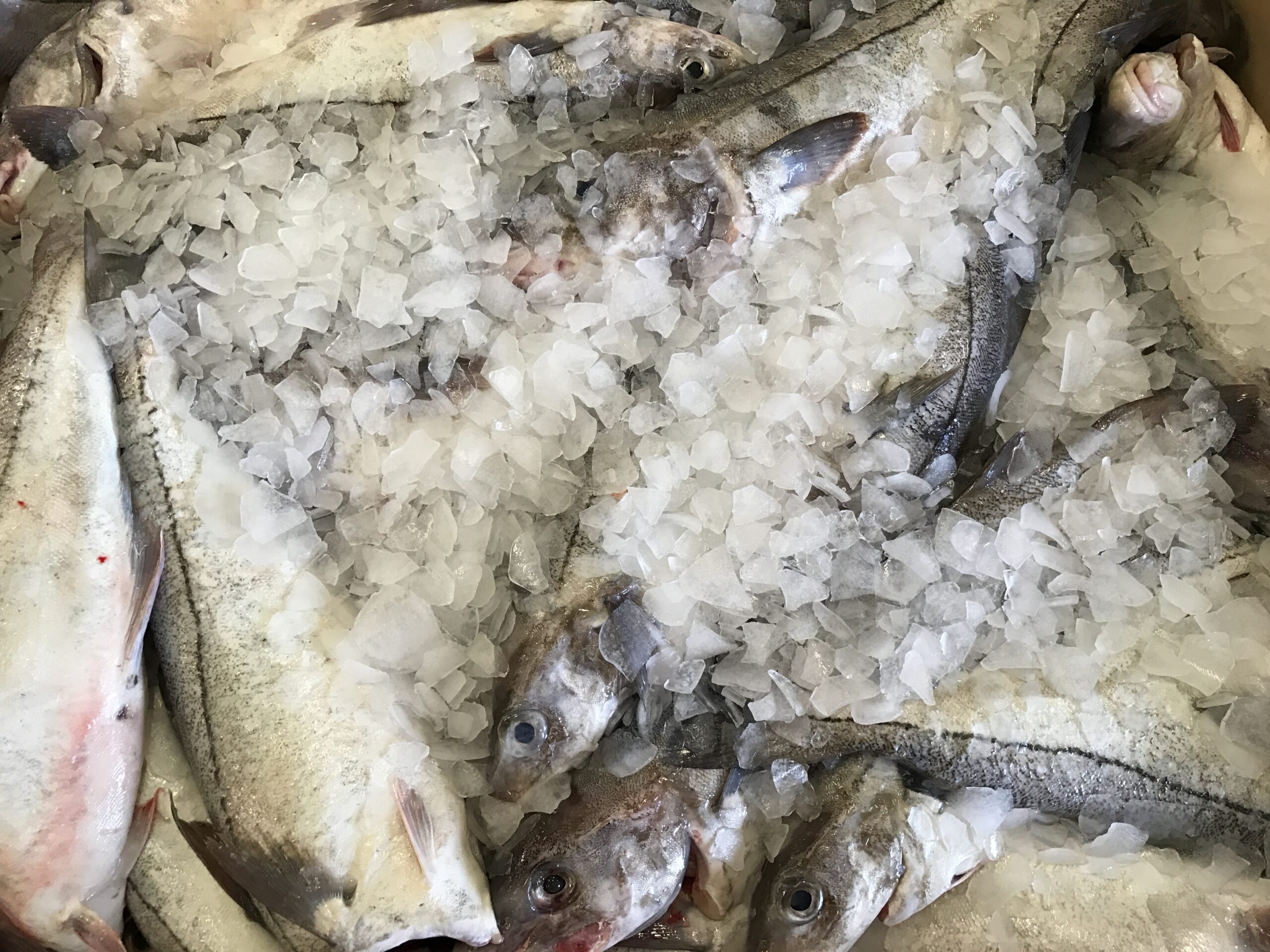 Fishland Seafood – Amazing fish from Iceland