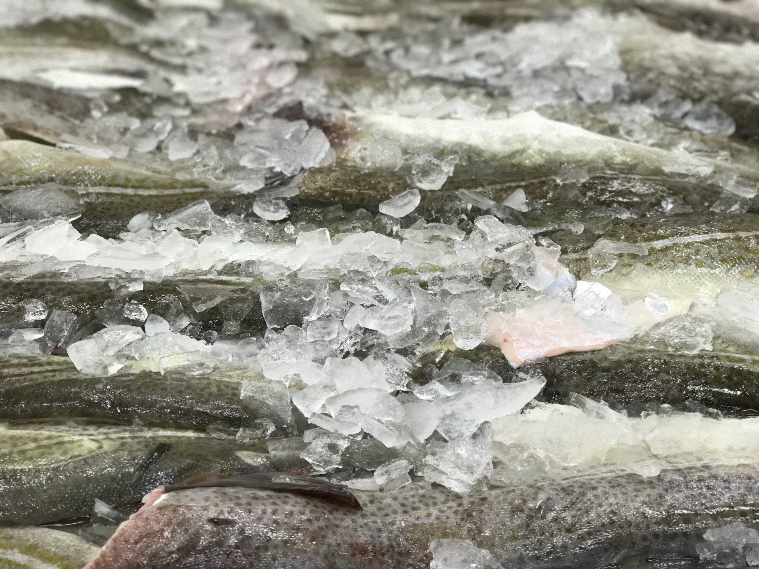 Fishland Seafood – Amazing fish from Iceland